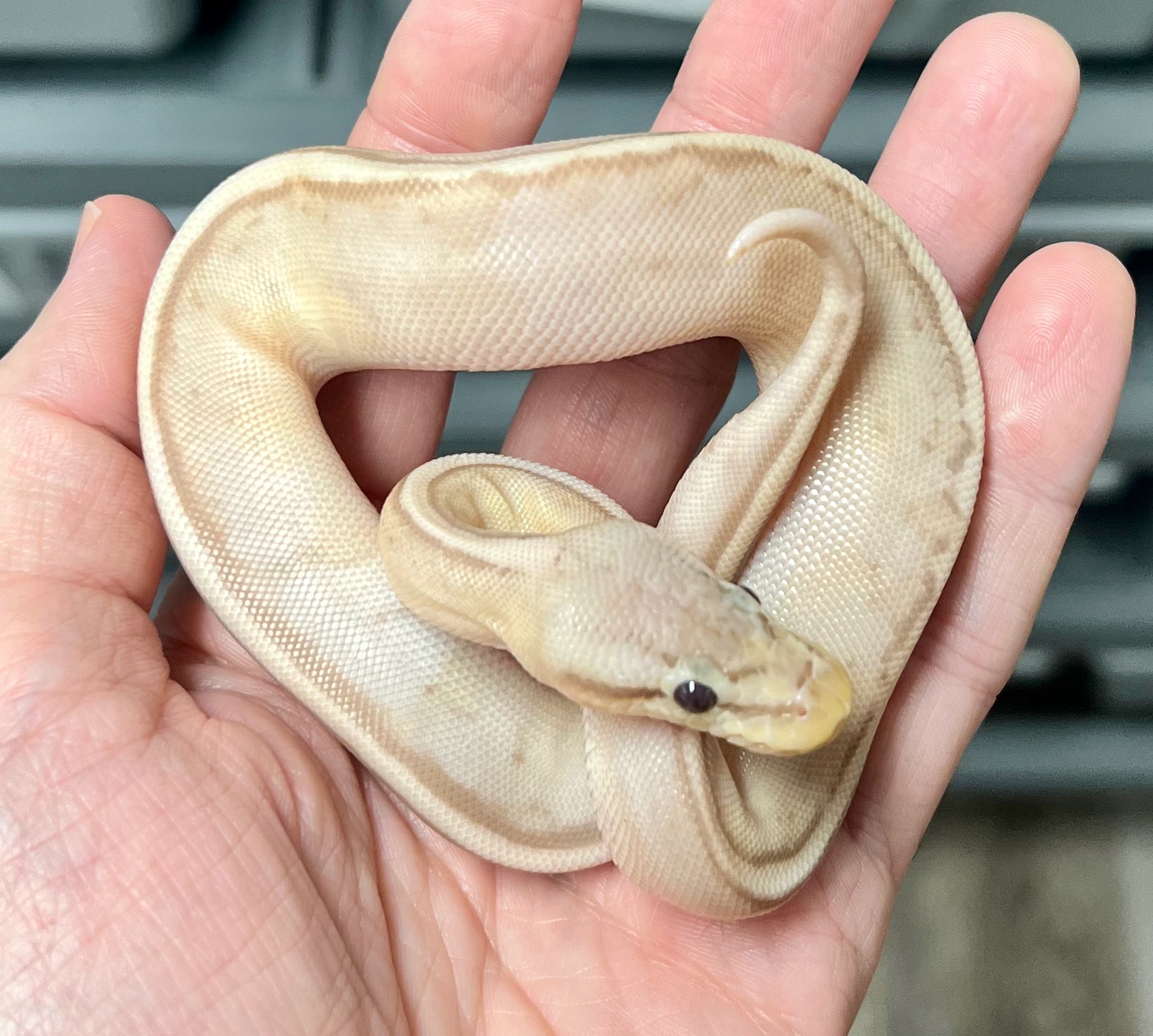 Banana Pastel Genetic Stripe Ball Python by Proper Royals - MorphMarket