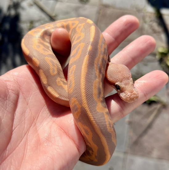 Cinnamon Banana Leopard Ball Python by Proper Royals