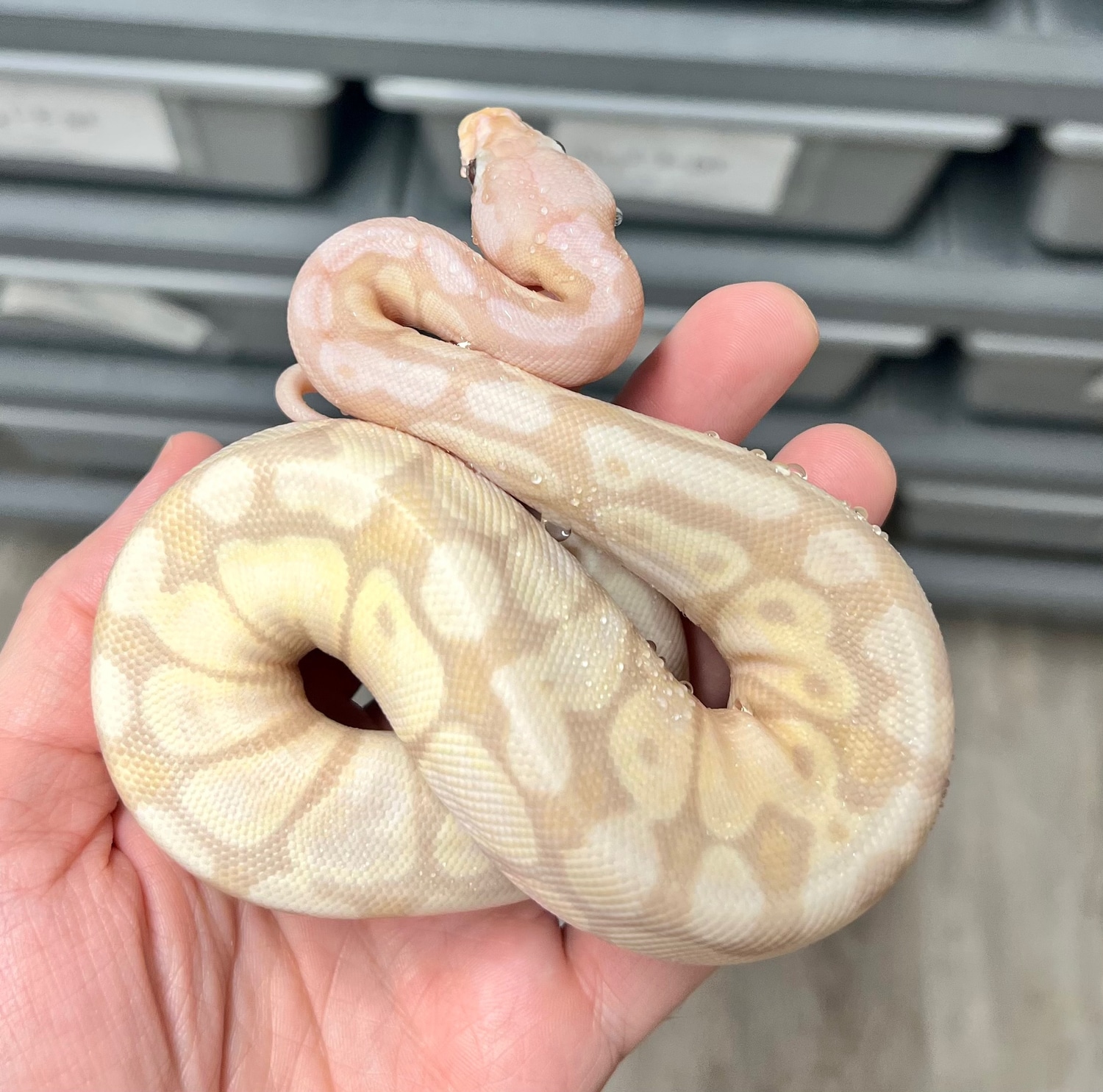 Super Banana FEMALE - FREE Shipping Ball Python by Proper Royals ...