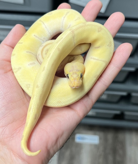 Banana Super Enchi Pin Ball Python by Proper Royals