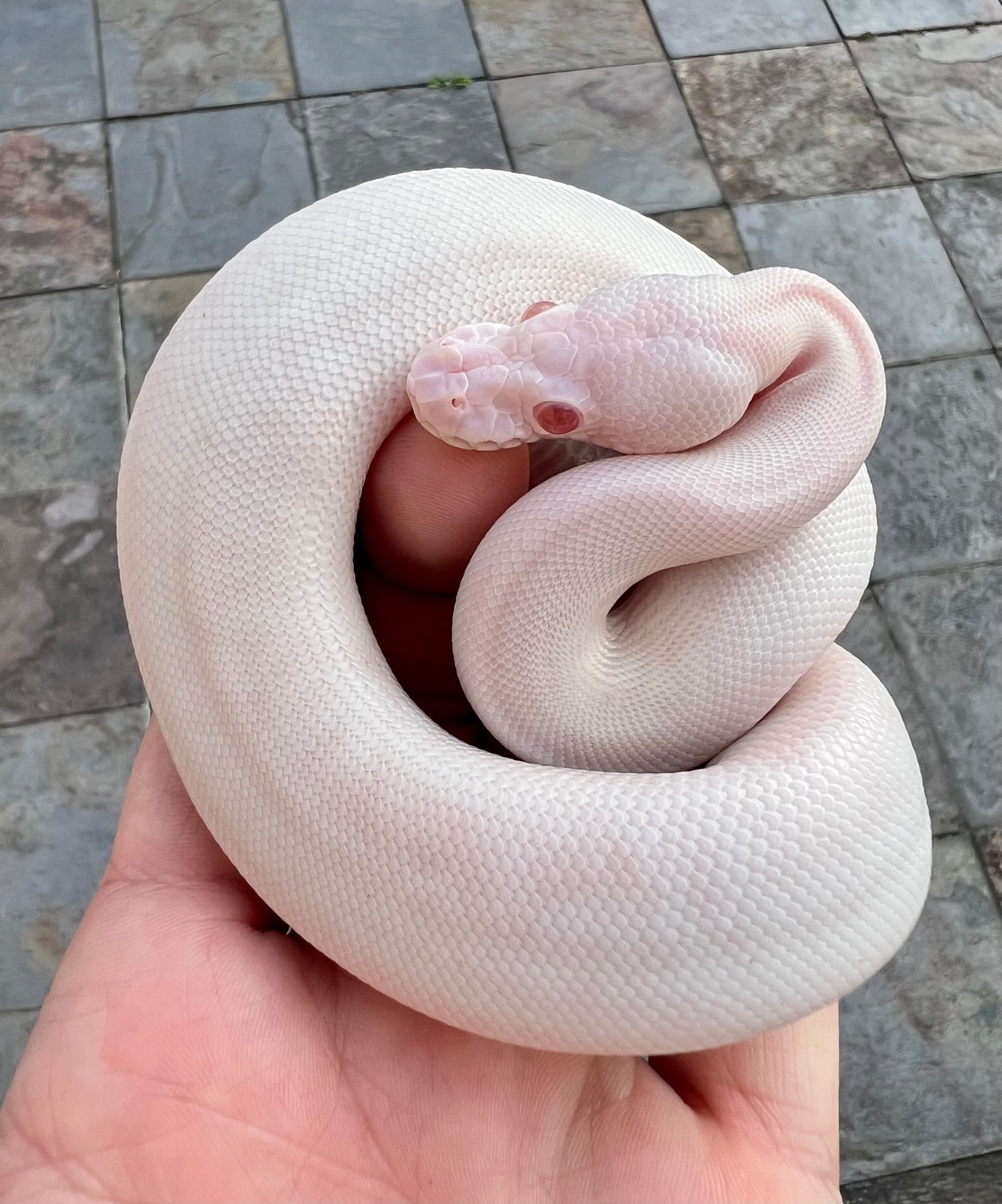 Super Black Pastel Albino Ball Python by Proper Royals - MorphMarket