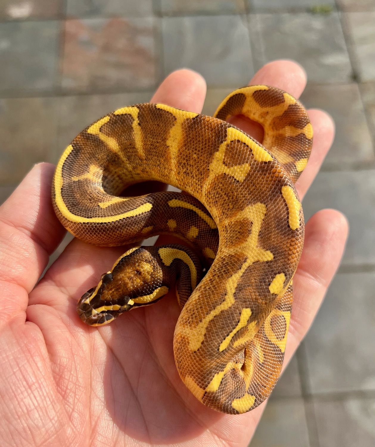 Super Gravel Enchi Ball Python by Proper Royals - MorphMarket