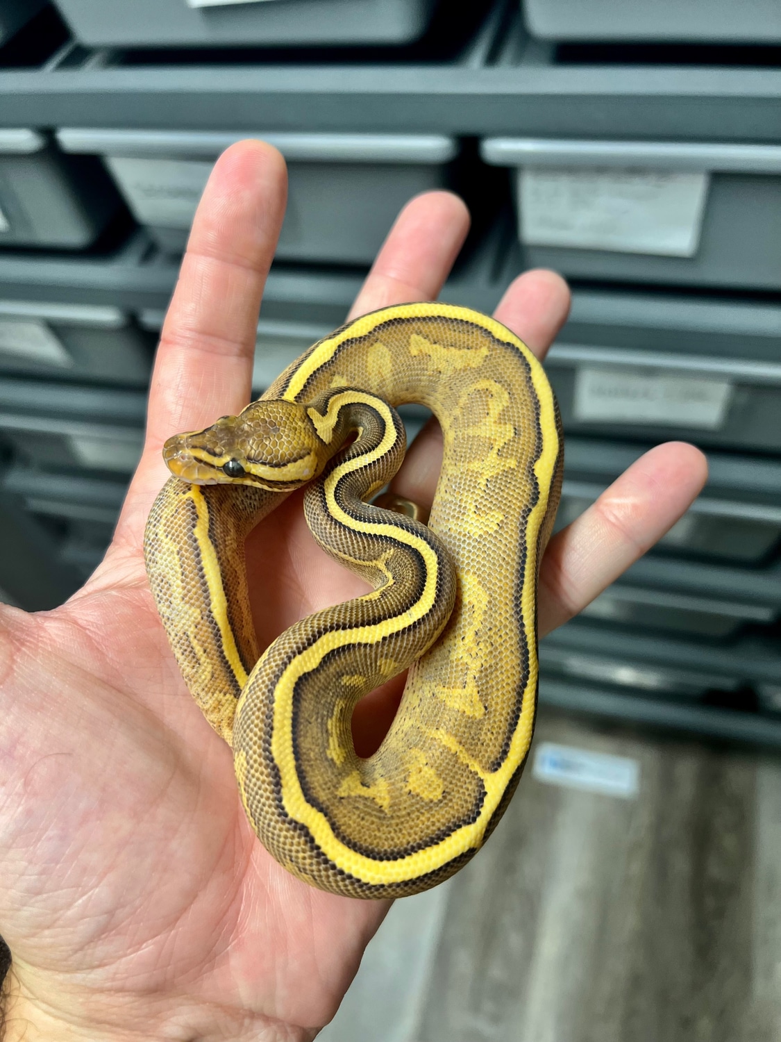 Super Gravel Pinstripe Ball Python by Proper Royals - MorphMarket