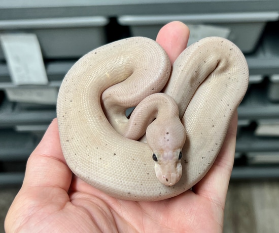 Banana Super Cinnamon Ball Python by Proper Royals