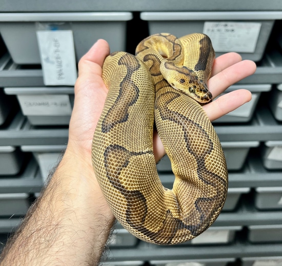 Enchi Clown Proven Breeder Adult Ball Python by Proper Royals