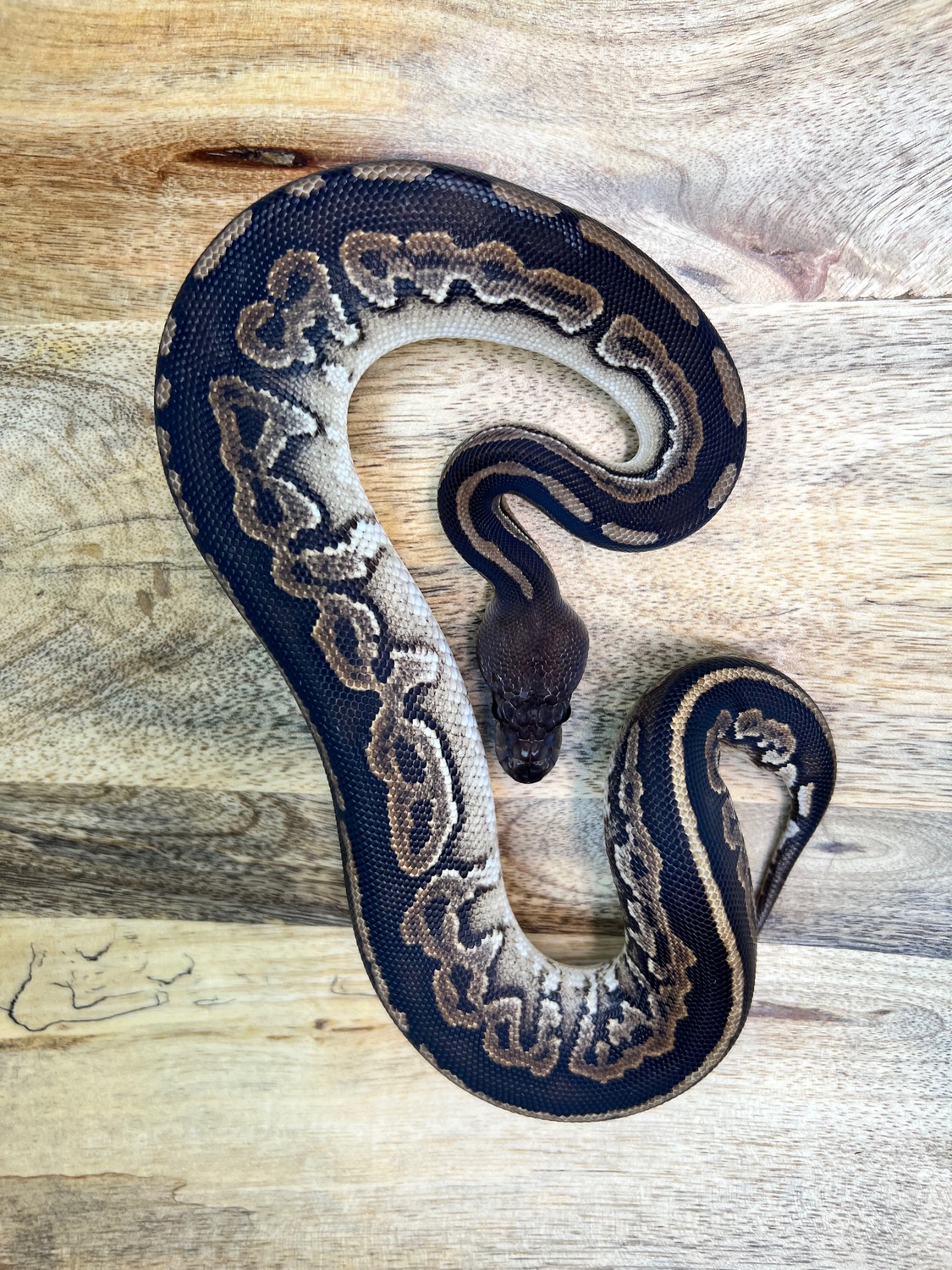 Cinnamon Mahogany Female Ball Python by Proper Royals - MorphMarket