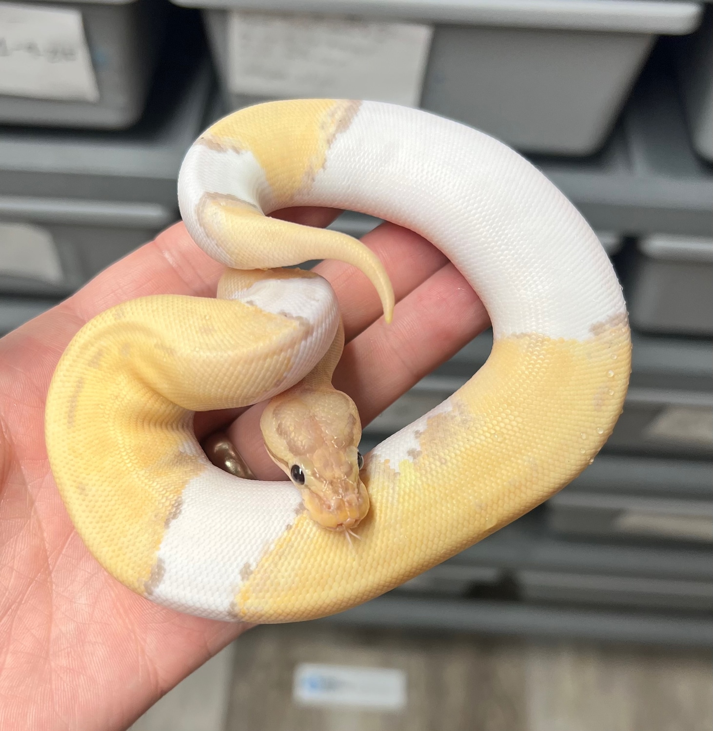 Female Banana Pinstripe Pied Ball Python by Proper Royals - MorphMarket