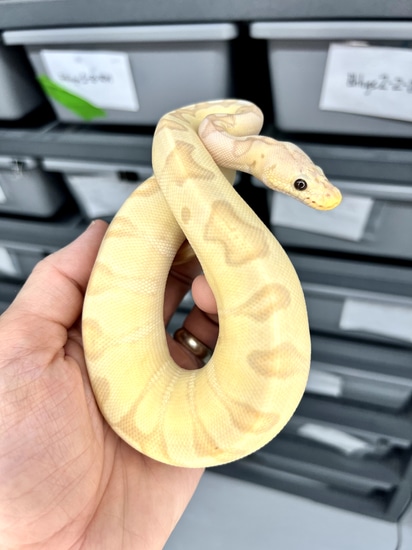 Banana Enchi Pastel Clown Ball Python by Proper Royals