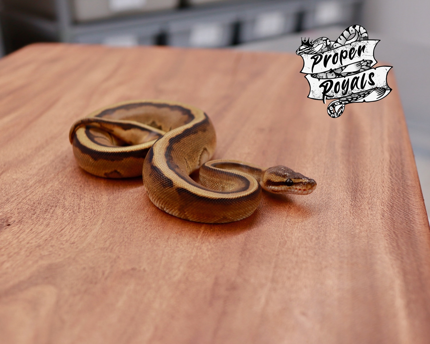 Genetic Stripe Ball Python by Proper Royals - MorphMarket