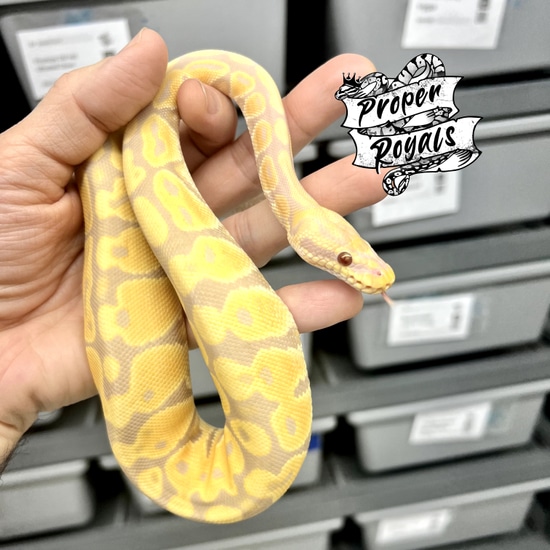 Candino Female Ball Python by Proper Royals