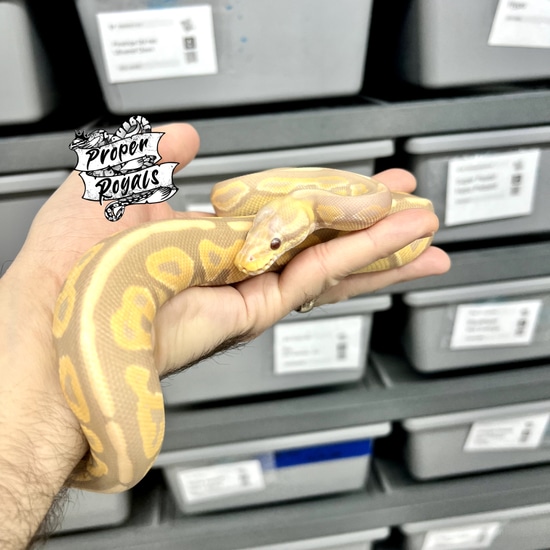 Cinnamon Candino Female Ball Python by Proper Royals