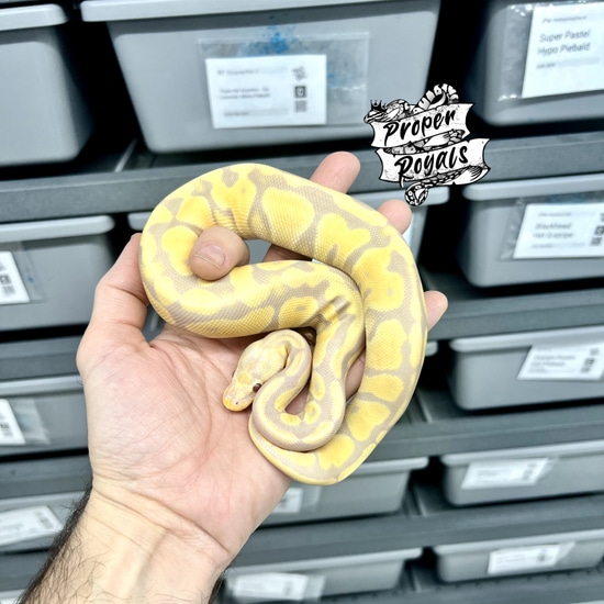Pastel Candino Female Ball Python by Proper Royals