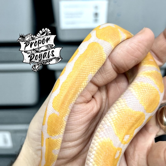 Lavender 66% Het Pied Female Ball Python by Proper Royals