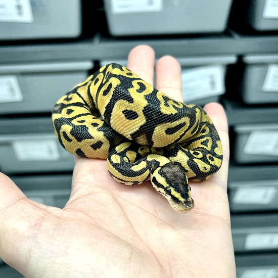 Pastel Het Clown Female Ball Python by Proper Royals