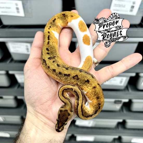Orange Dream Pinstripe Pied Ball Python by Proper Royals