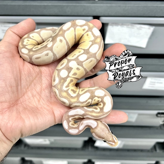 Banana VPI Axanthic Female Ball Python by Proper Royals