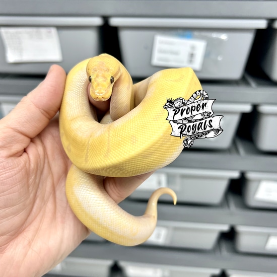 Super Banana Super Enchi Pinstripe Ball Python by Proper Royals