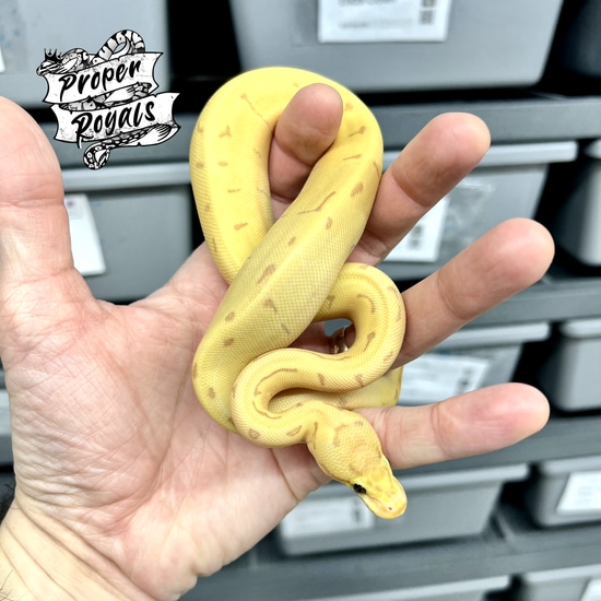 Banana Super Enchi Pinstripe Ball Python by Proper Royals