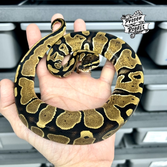 Mahogany 66% Het Pied Ball Python by Proper Royals