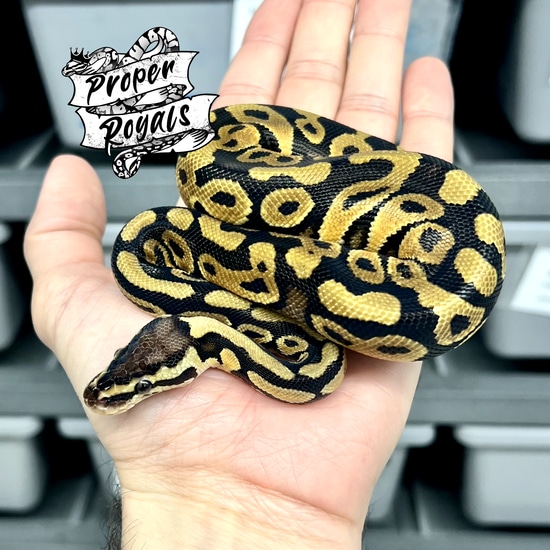 Pastel Het Clown Ball Python by Proper Royals