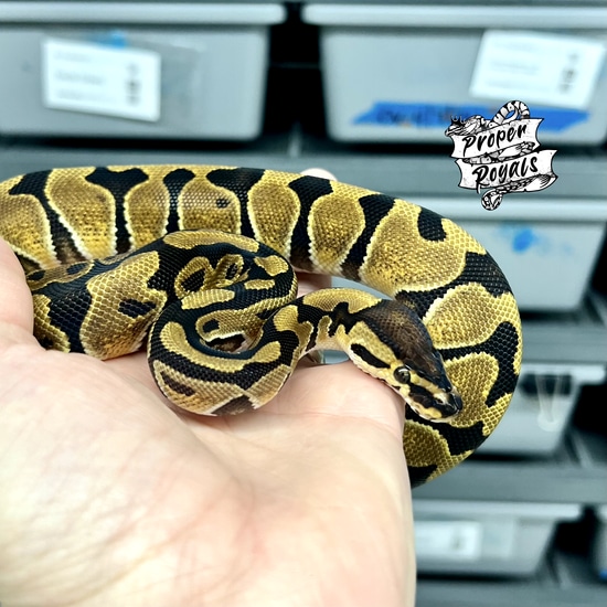 Enchi Crypton Ball Python by Proper Royals