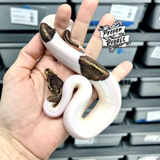 Black Pewter Pied Ball Python by Proper Royals