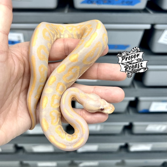 Black Pastel Candino Ball Python by Proper Royals