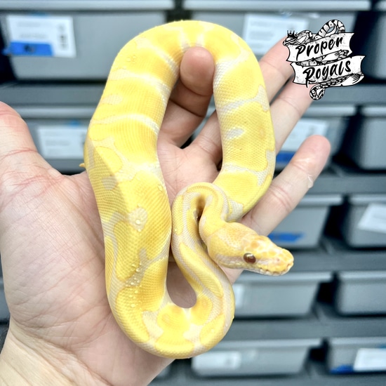Enchi Candino Ball Python by Proper Royals