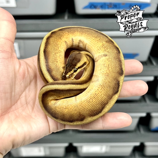 Enchi Genetic Stripe Ball Python by Proper Royals