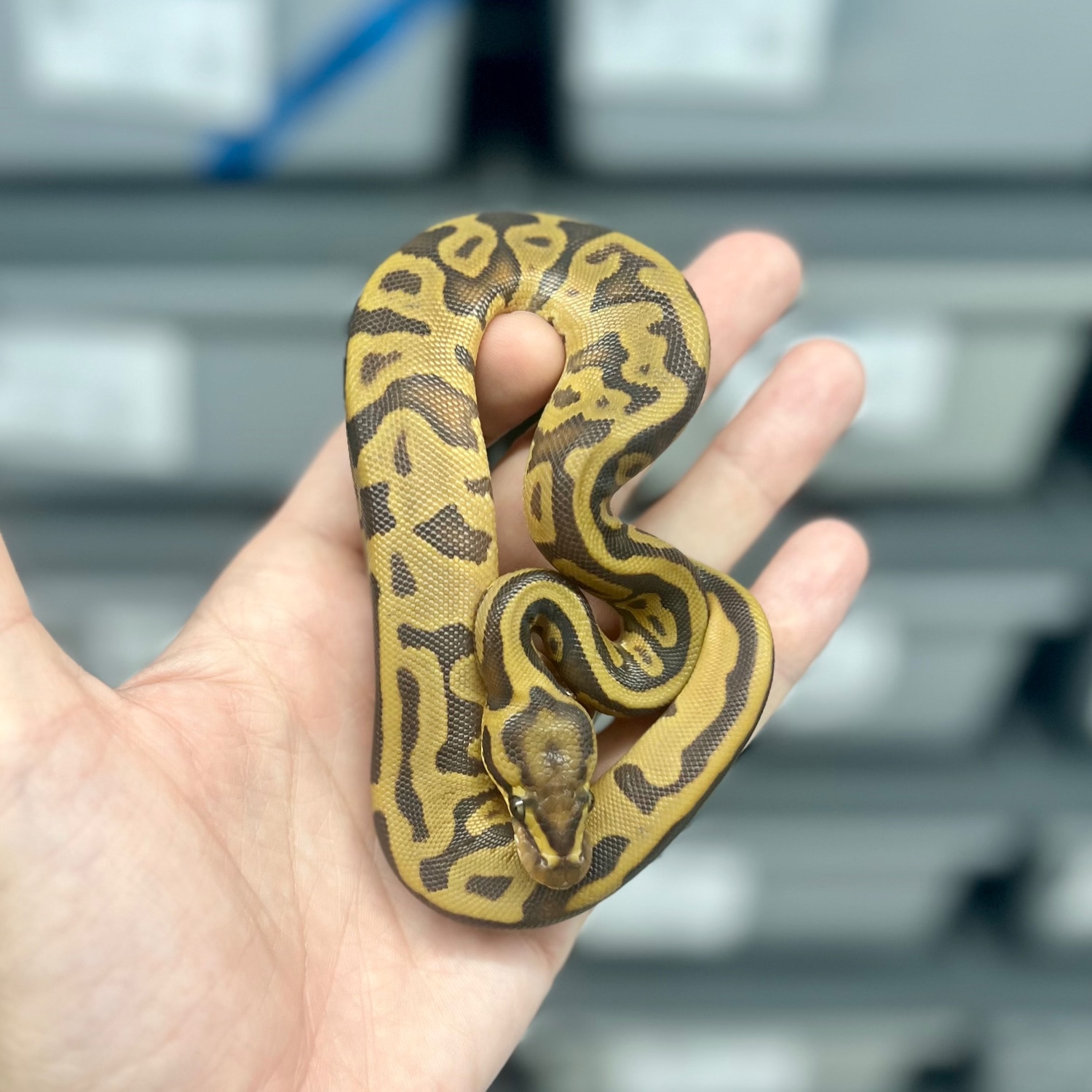 Proper Royals's Collection - MorphMarket