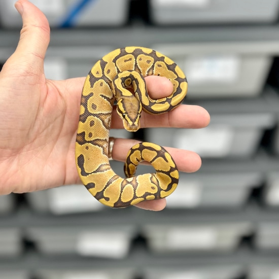 Enchi Hypo Male Ball Python by Proper Royals