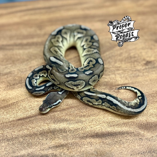 Cinnamon Pastel Female Ball Python by Proper Royals