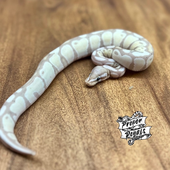 Male Banana Axanthic 1 Ball Python by Proper Royals