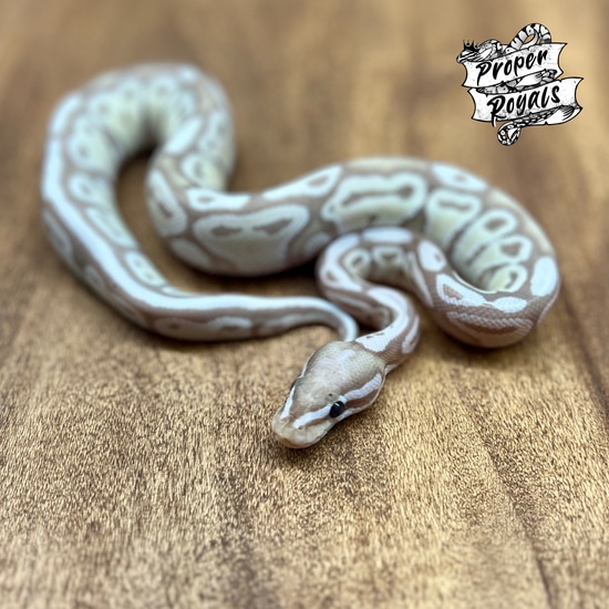 Banana Axanthic VPI Male Ball Python by Proper Royals