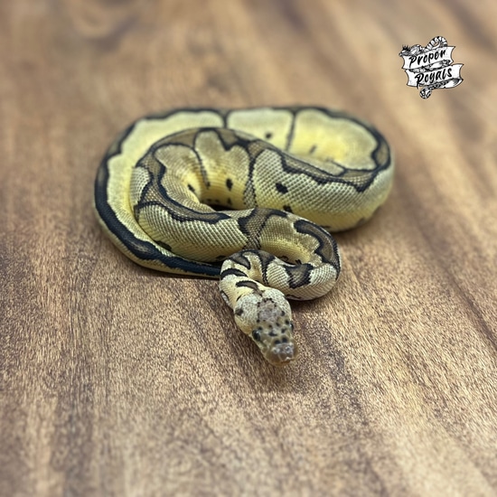 Enchi Pastel Clown Female Ball Python by Proper Royals
