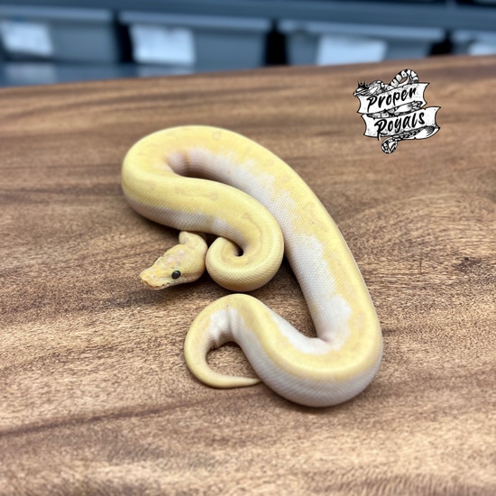 Super Banana Enchi Pinstripe Female Ball Python by Proper Royals