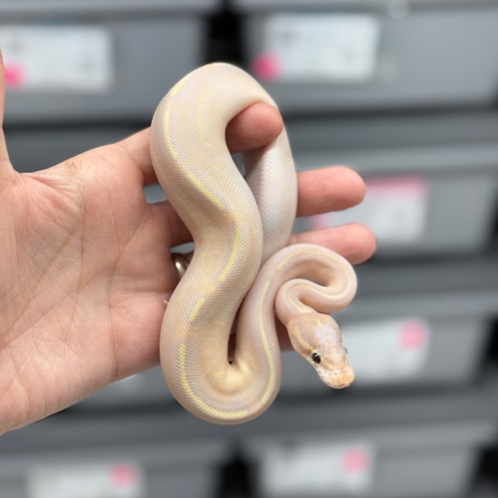 Banana Highway Ball Python by Proper Royals