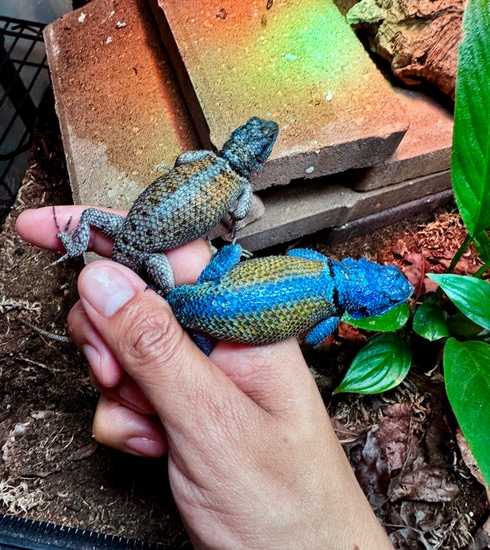 2025 CB Sceloporus Minor Pairs - Rare More Lizard by Terrarium Oddities