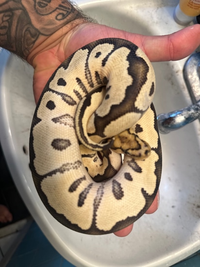 Desert Ghost Clown 50% Het Hypo Ball Python by Morph kings exotic reptiles