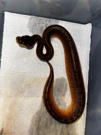 Sunset Ball Python by Morph kings exotic reptiles