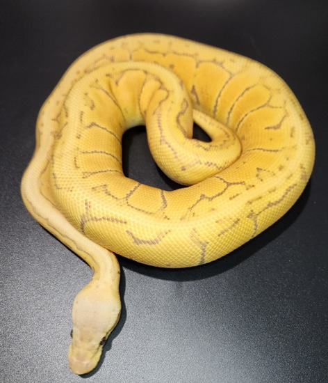 Lemon Blast Ultramel Ball Python by Proxima Reptilis