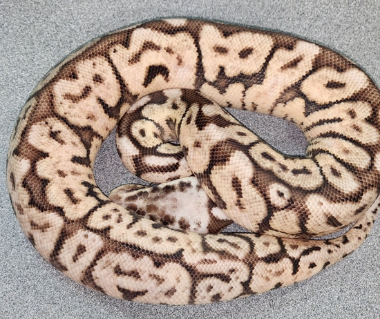 Black Widow YB Ball Python by Proxima Reptilis