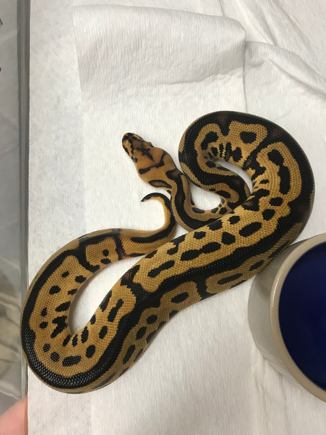 Leopard Yellow Belly Clown Ball Python by Mission Reptiles - MorphMarket