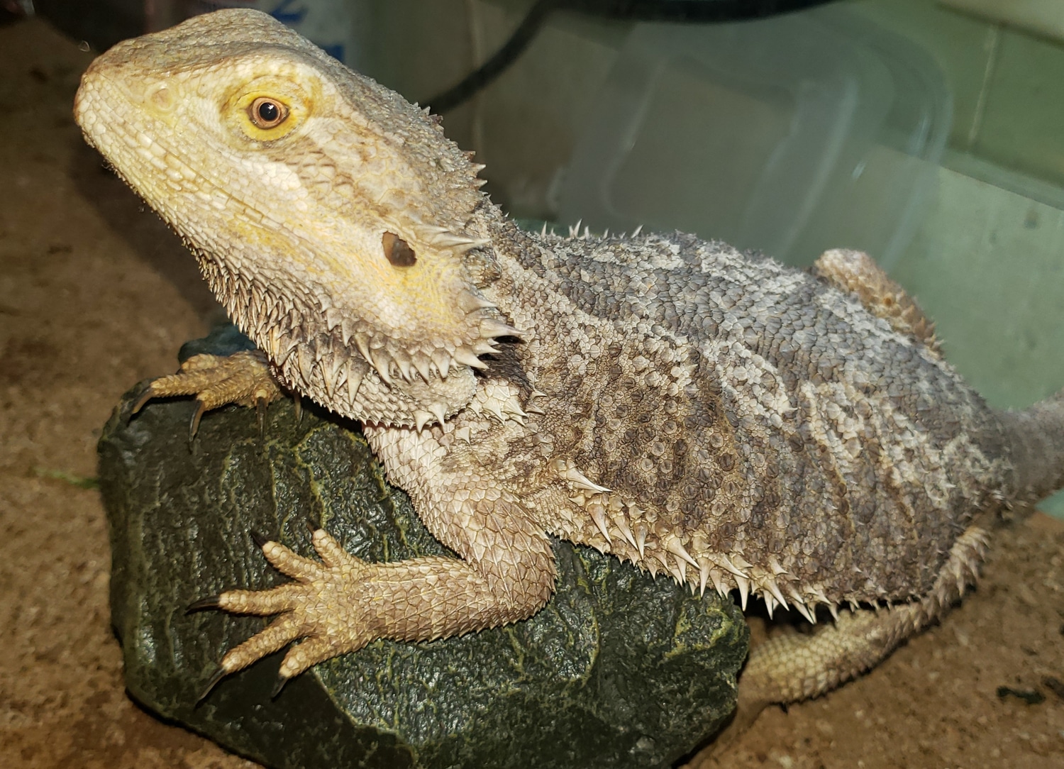 Bearded Dragon Leatherback- BDLFS1 Central Bearded Dragon by Piedmont ...