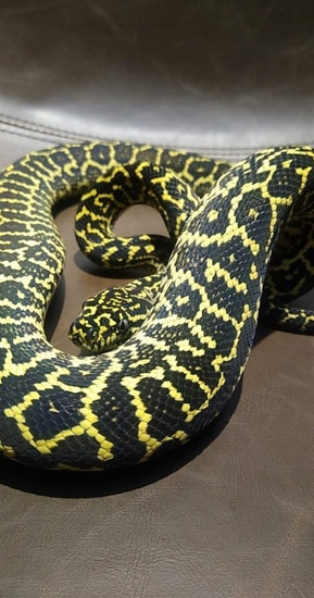 Zebra Carpet Python Jungle Carpet Python by Piedmont Reptile Rescue