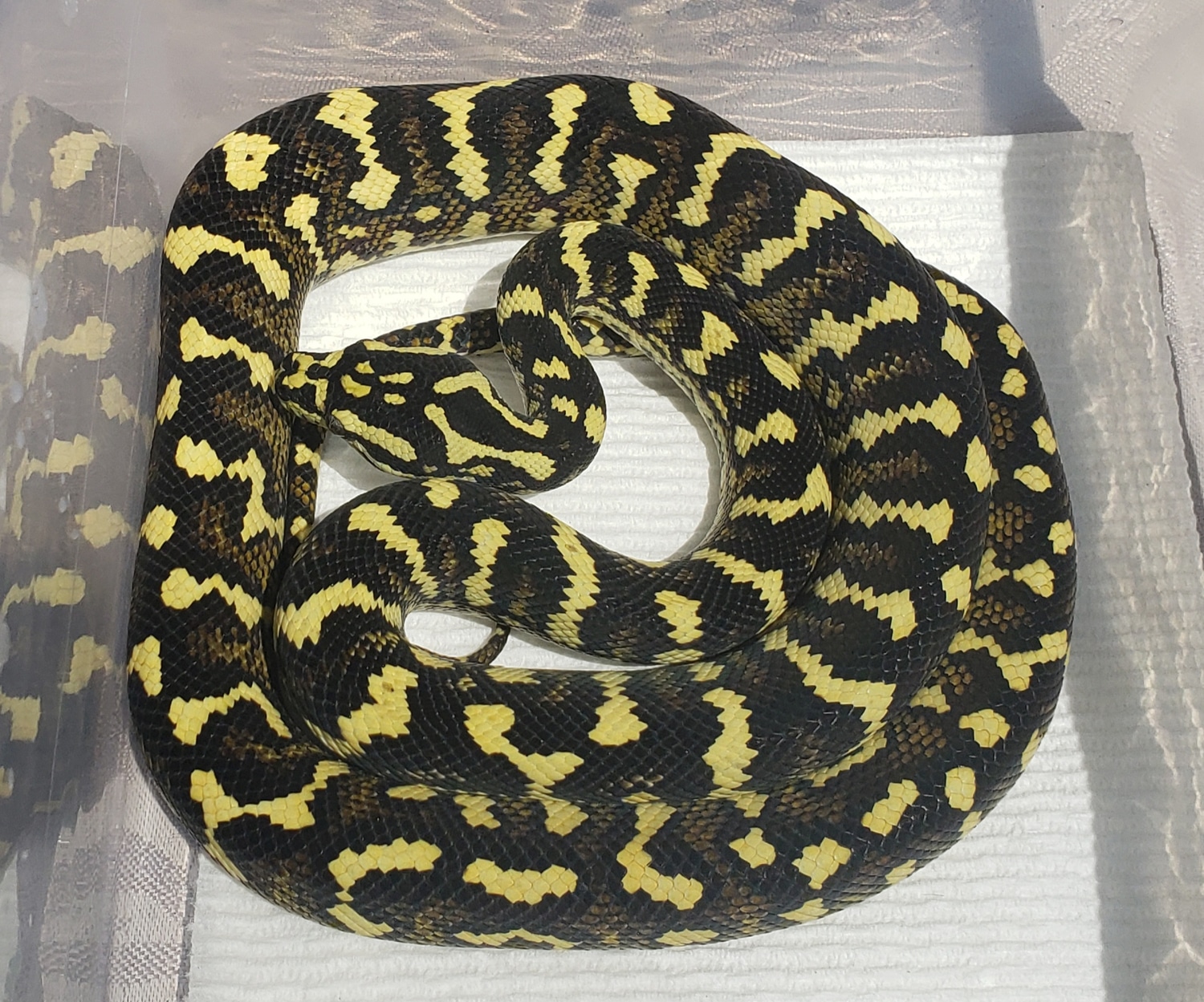 Carpet Jungle Carpet Python by Piedmont Reptile Rescue - MorphMarket
