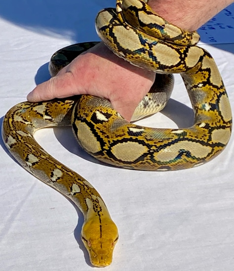 Yellowhead Reticulated Python Rescue by Piedmont Reptile Rescue