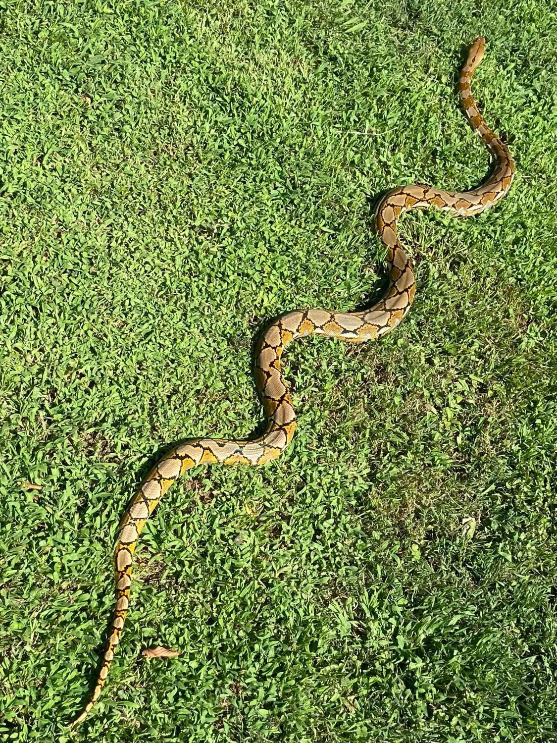 Juvenile Rescue Reticulated Python by Piedmont Reptile Rescue - MorphMarket