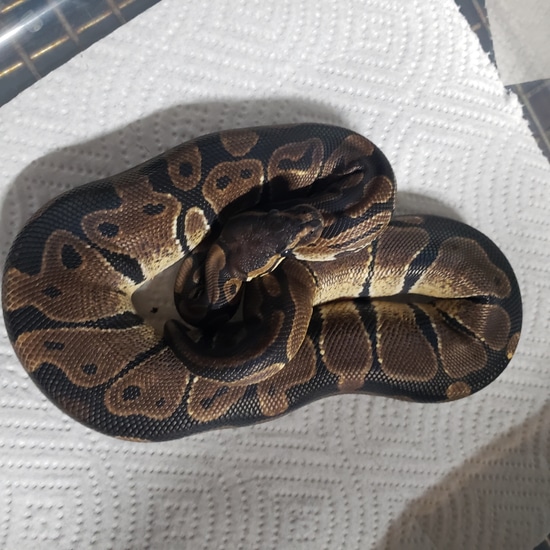Ball Python Rescue by Piedmont Reptile Rescue