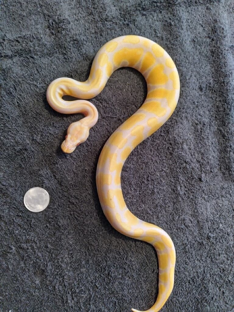 Candino Ball Python by Piedmont Reptile Rescue - MorphMarket
